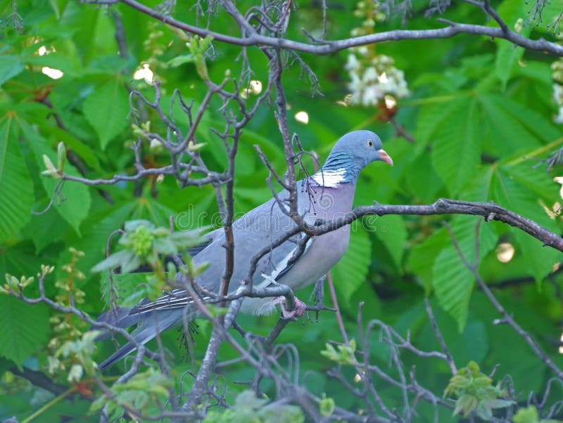 Pigeon sitting on a tree stock image. Image of nature - 148552851