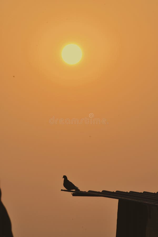 990 Pigeon Sitting Sun Stock Photos - Free & Royalty-Free Stock Photos ...