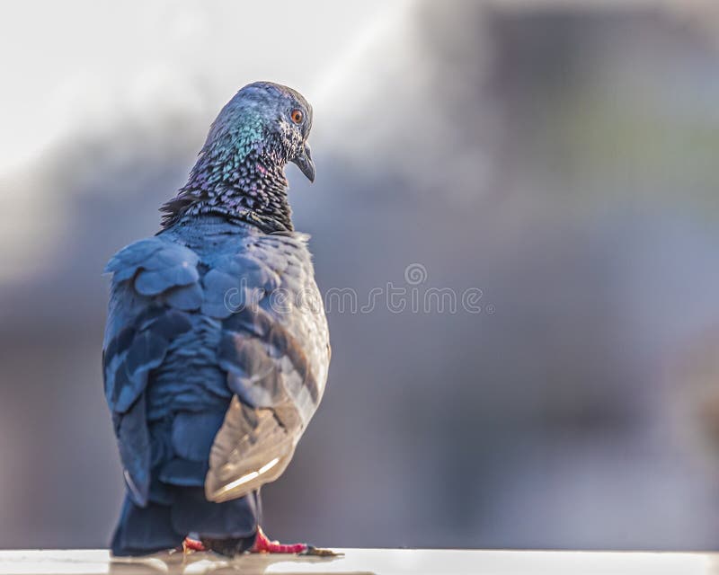 A Pigeon sitting stock photo. Image of pigeons, garden - 280334800
