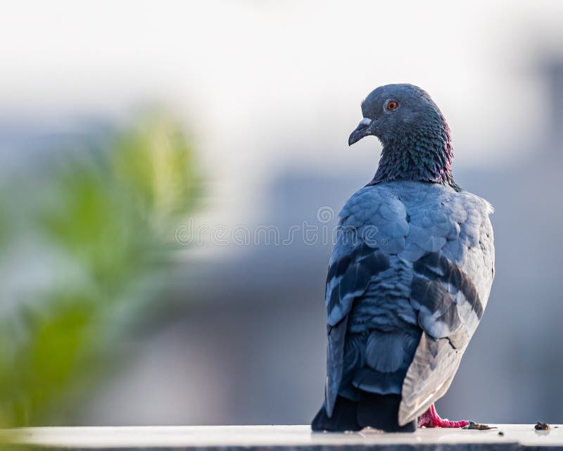 A Pigeon sitting on a wall stock photo. Image of animal - 280334798