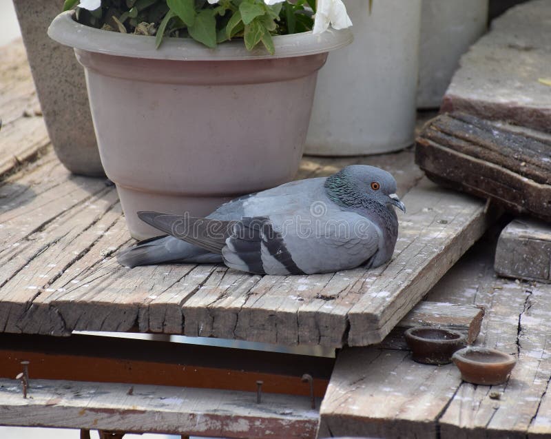 A Pigeon Sitting on a Wooden Slab Stock Photo - Image of garden ...