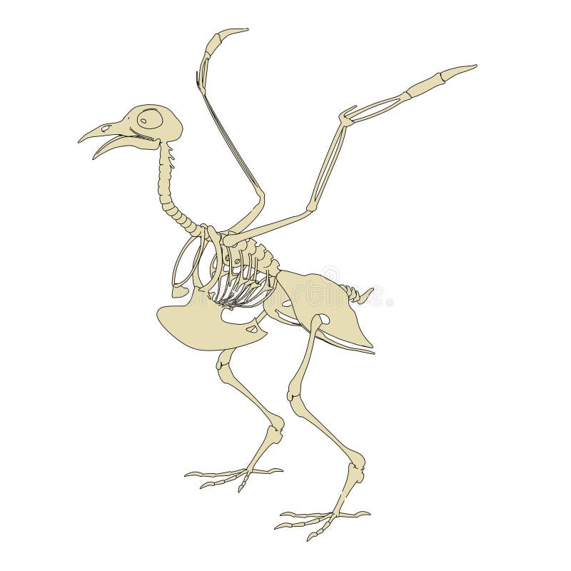 Pigeon skeleton stock illustration. Illustration of bone - 82063332