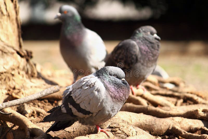 Pigeon is Sleeping in the Park Stock Photo - Image of park, pigeon ...