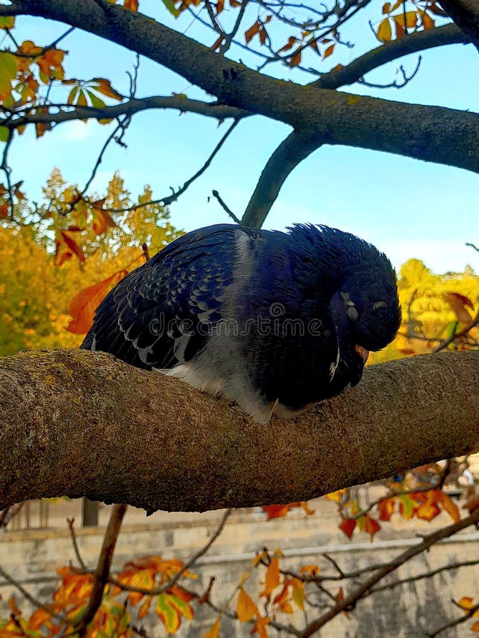 A Pigeon Sleeping on a Tree Branch Stock Photo - Image of park, beak ...