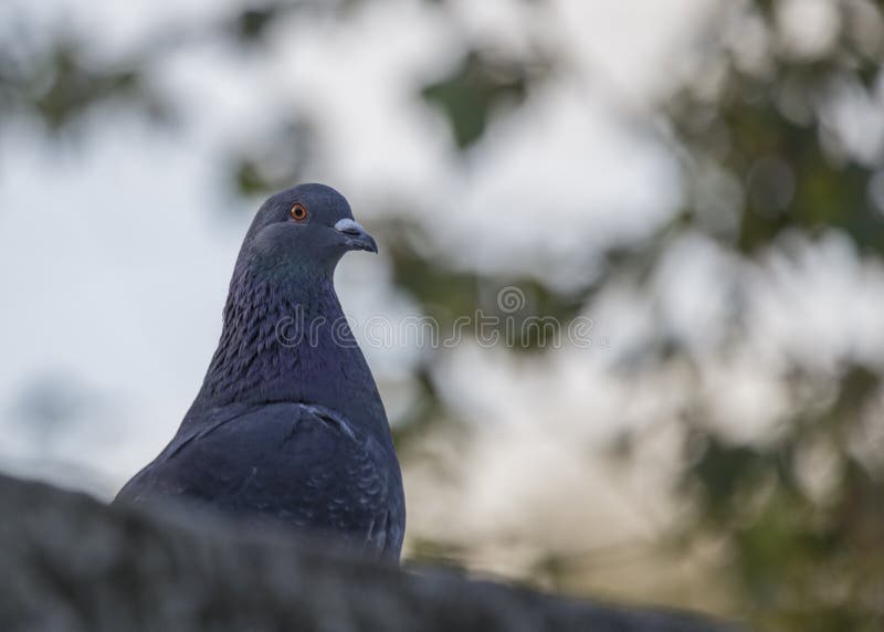 Pigeon stock photo. Image of animal, vertebrate, outdoors - 48470454