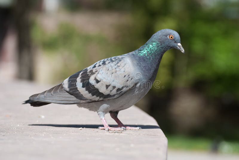 Pigeon stock photo. Image of feather, square, bird, single - 56574348