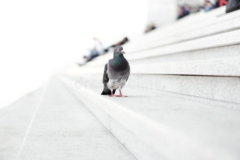 Pigeon on stairs stock photo. Image of photograph, staircase - 247482204