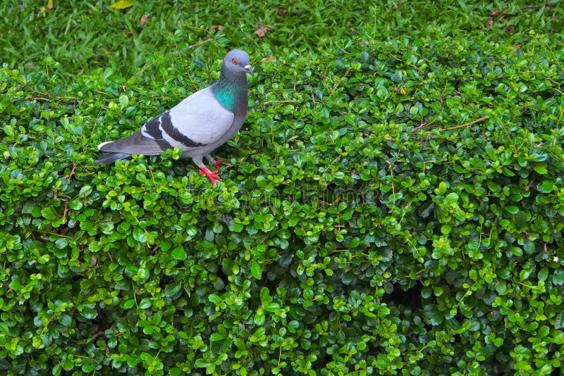 A Pigeon Standing on the Bush Stock Image - Image of life, pigeon: 59872111