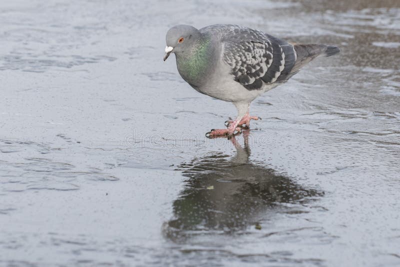Pigeon standing on the ice stock image. Image of frozen - 138395907