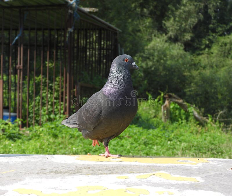 Pigeon Standing on One Claw Stock Photo - Image of beak, closeup: 204788936