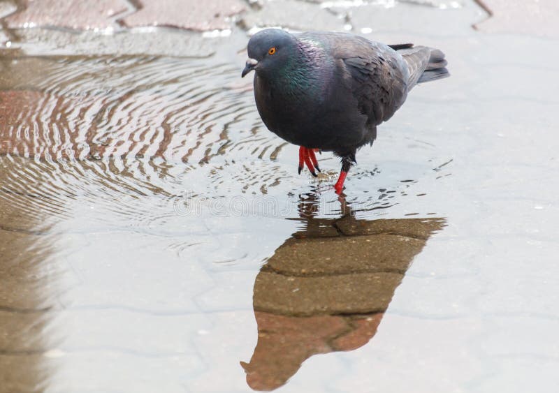 A Pigeon is Standing in a Puddle of Water Stock Image - Image of ...
