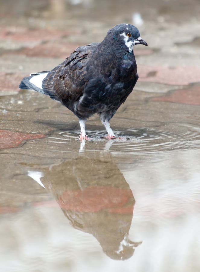 A Pigeon is Standing in a Puddle of Water Stock Image - Image of city ...