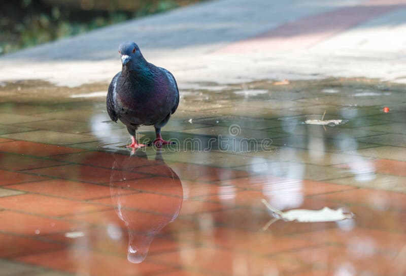 A Pigeon is Standing in a Puddle of Water Stock Image - Image of city ...