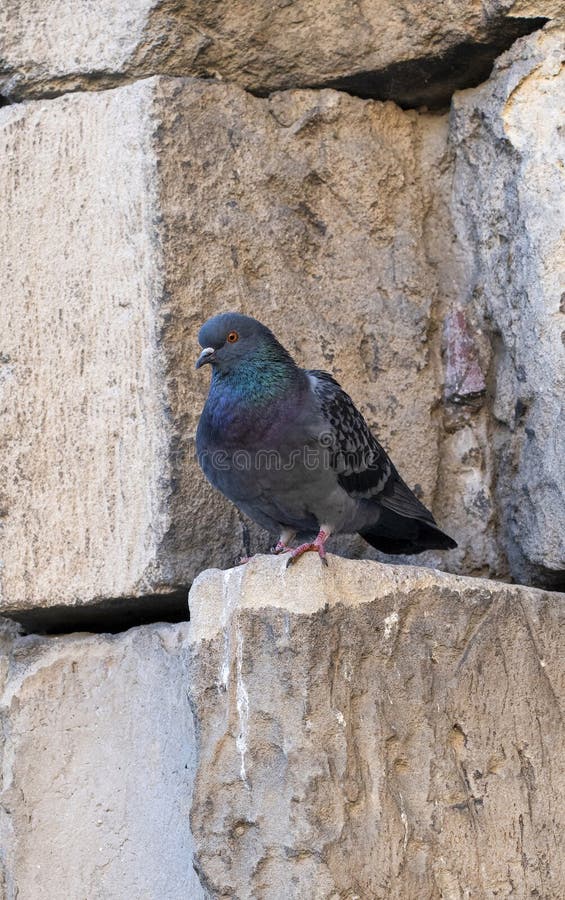Pigeon Standing on a Stone Wall Stock Image - Image of pigeon, blue ...