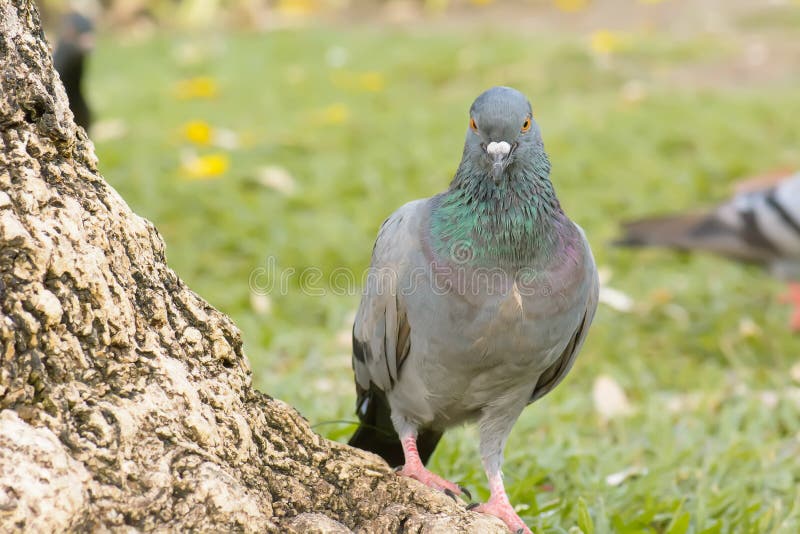 Pigeon stock photo. Image of beautiful, freedom, nature - 79810924