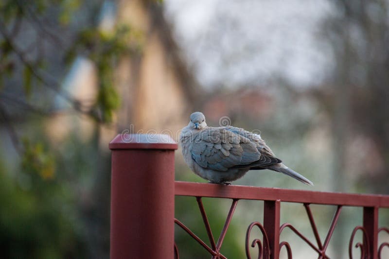 Pigeon Stands Onthe Red Gate.Wild Animal Stock Photo - Image of band ...