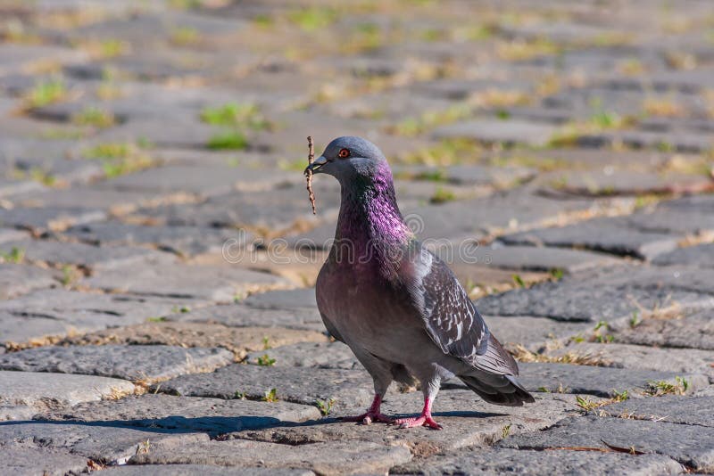 The Pigeon is on a Stone Pavement of Cubes Stock Photo - Image of ...