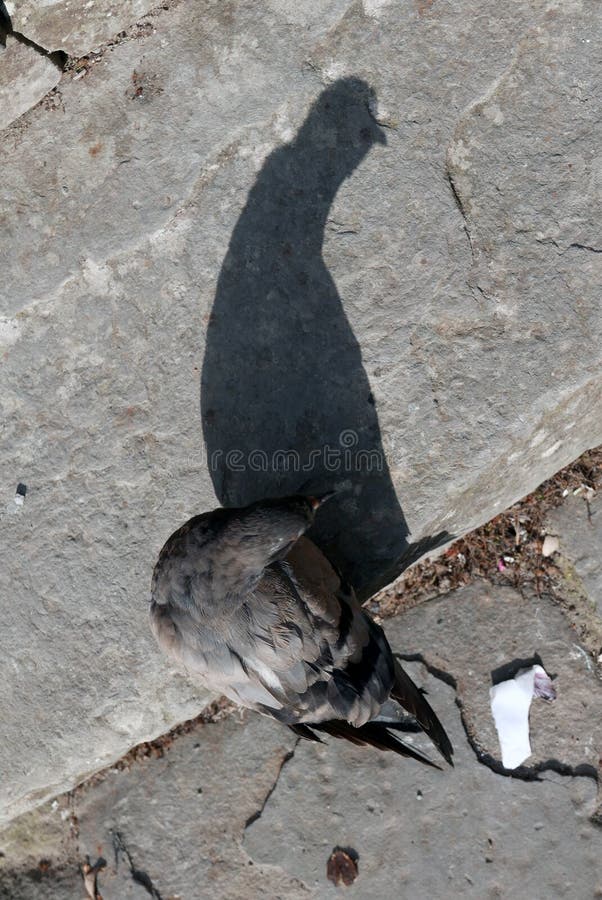 Pigeon on stone pavement stock image. Image of pigeon - 180090105