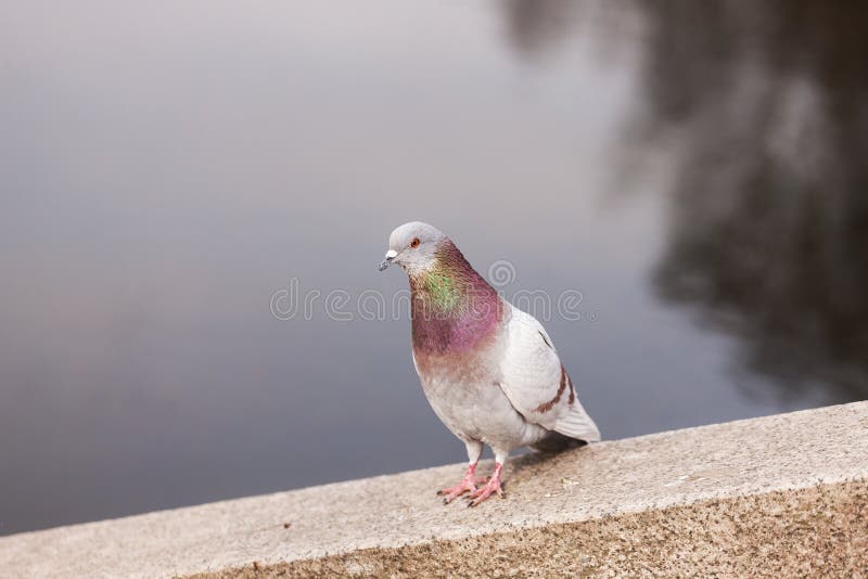 Pigeon on a stone stock photo. Image of stone, dove, portrait - 81684356