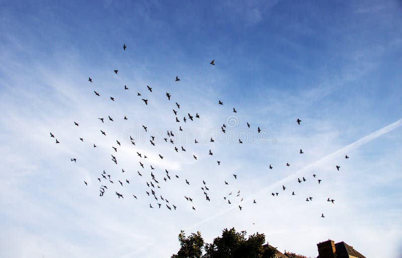 Swarm of Doves Flying on Sunset Stock Image - Image of flock, sunset ...