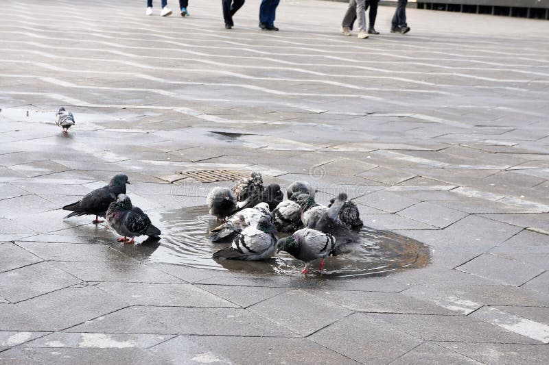 Pigeon stock image. Image of spring, nature, muddy, pool - 91136385