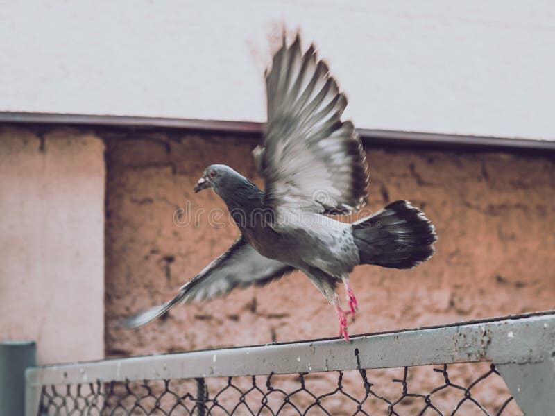 Pigeon taking a rest stock photo. Image of dove, flying - 85311238