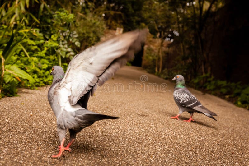 Pigeon about to fly stock image. Image of beak, spread - 40936343