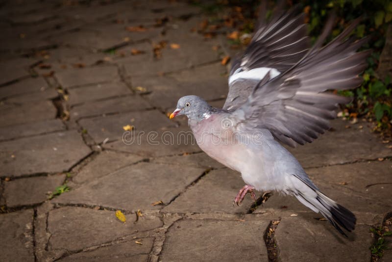 599 Pigeon Claws Photos - Free & Royalty-Free Stock Photos from Dreamstime