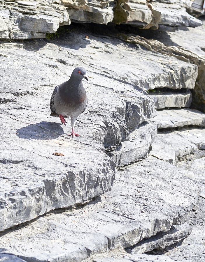 Pigeon stock photo. Image of closeup, summer, birds, wings - 53546274