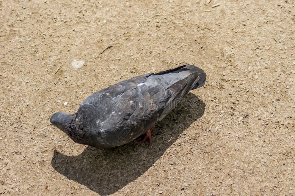 Pigeon top view stock photo. Image of blue, grey, animal - 180148270