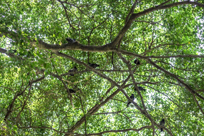 Pigeon on the tree stock photo. Image of landscape, pigeons - 146296110