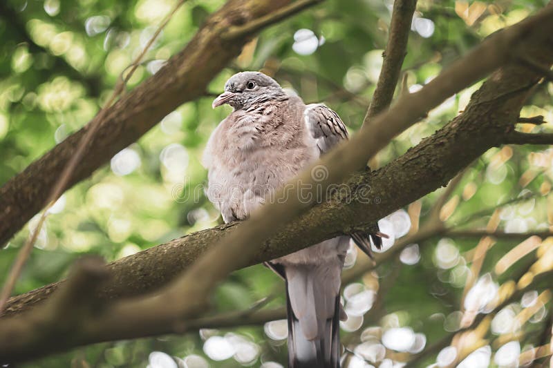 Pigeon on a tree branch stock photo. Image of branch - 177947738