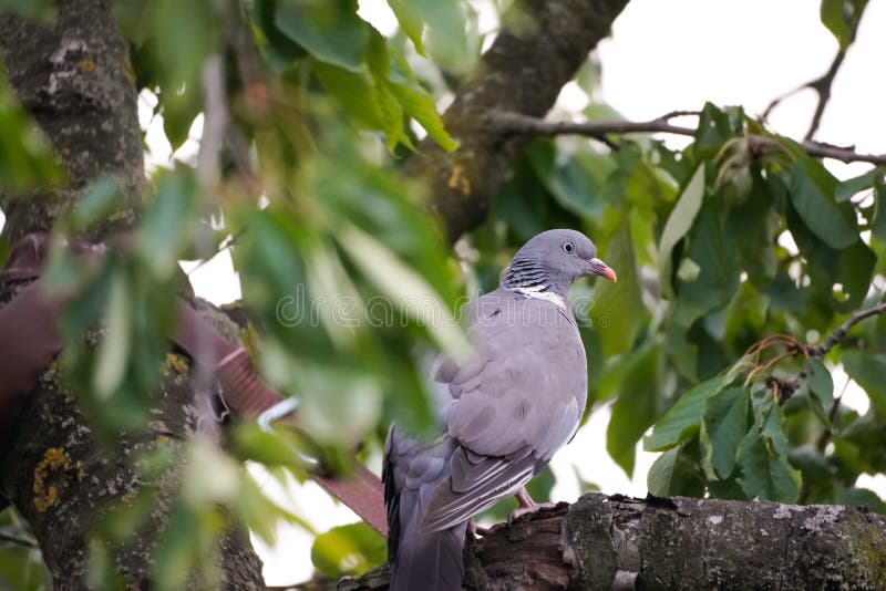 Pigeon on the tree. stock photo. Image of animal, sitting - 266551554