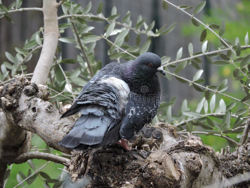 A pigeon on a tree stock photo. Image of beautiful, color - 177976652