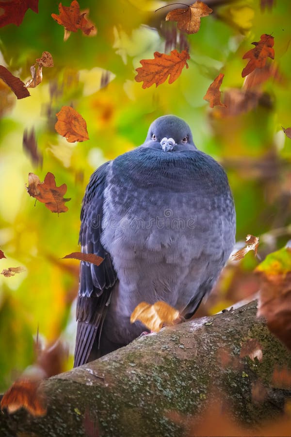 Pigeon on a tree stock image. Image of grey, close, feather - 84259011