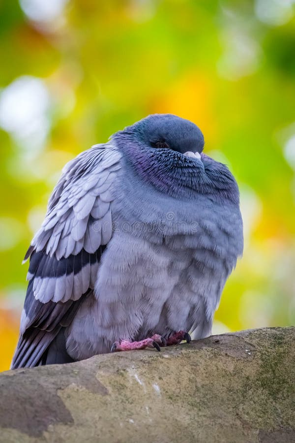 Pigeon on a tree stock image. Image of bird, freedom - 84259087