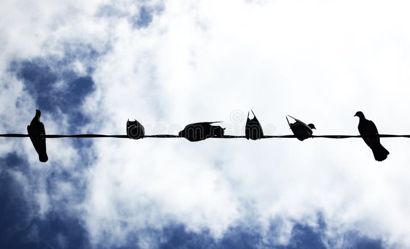 Pigeon under the sky stock photo. Image of birds, bird - 562992