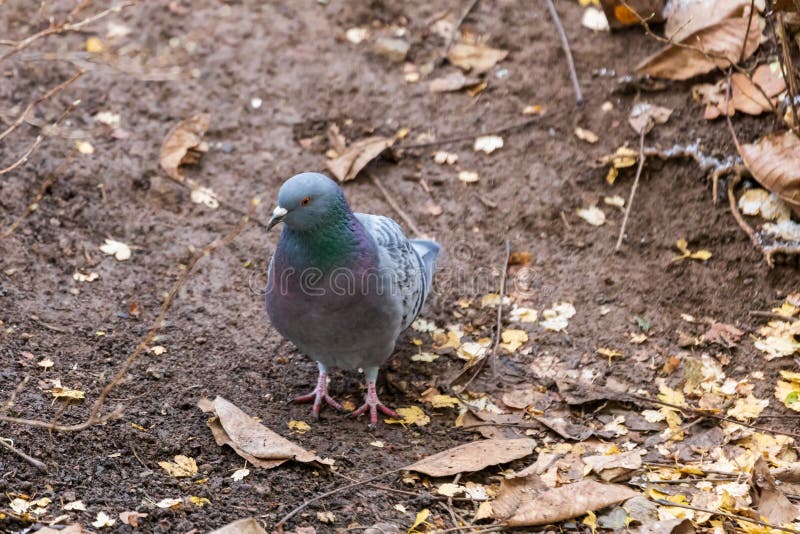 The Pigeon is Under the Trees Gathering Grain Stock Photo - Image of ...
