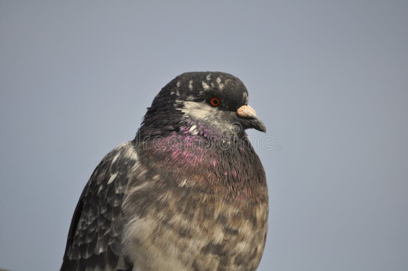 2,553 Pigeon Profile Stock Photos - Free & Royalty-Free Stock Photos ...