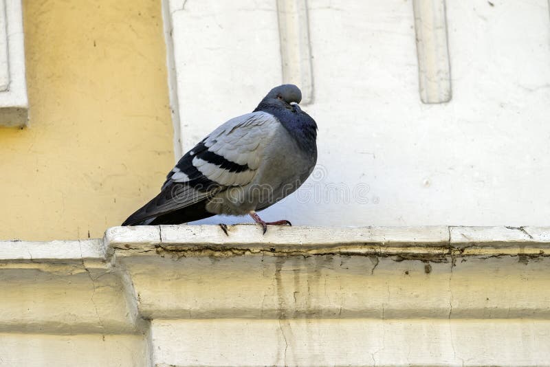 A Pigeon in the Urban Environment on a Building Stock Image - Image of ...