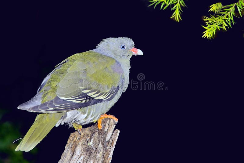 Pigeon Vert Africain (calva De Treron) Photo stock - Image du africain ...