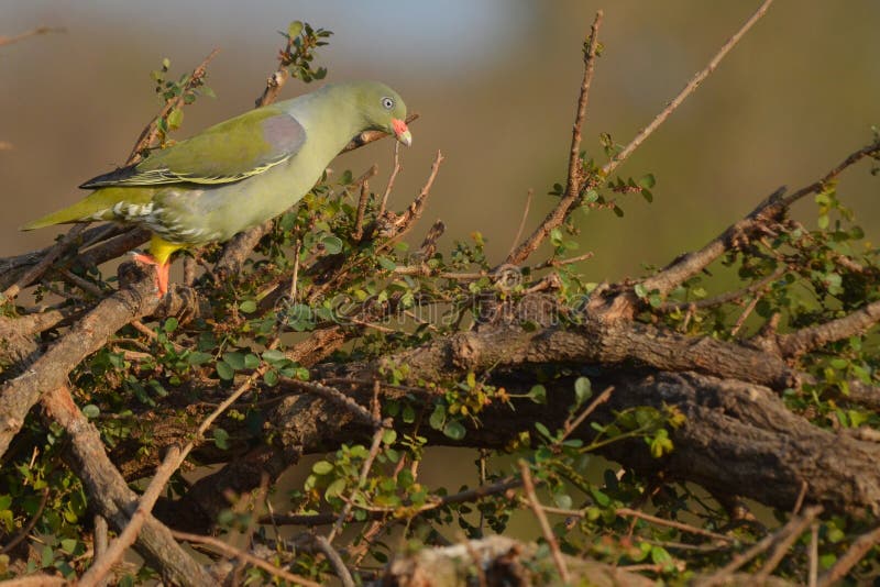 Pigeon Vert Africain (calva De Treron) Photo stock - Image of colombe ...