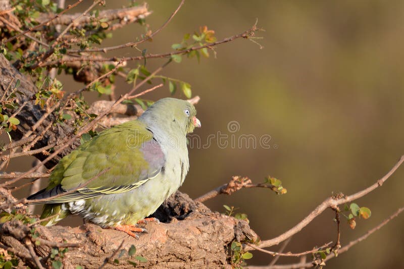 Pigeon Vert Africain (calva De Treron) Photo stock - Image of colombe ...