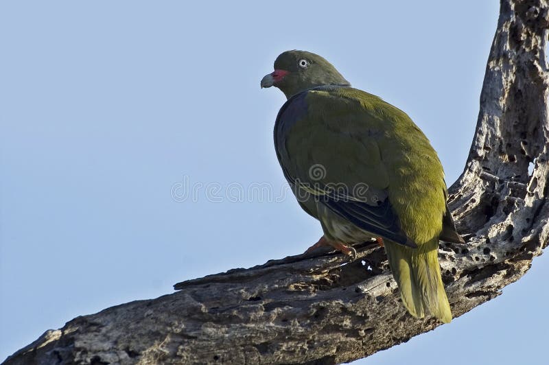 Pigeon Vert Africain (calva De Treron) Photo stock - Image du pigeon ...