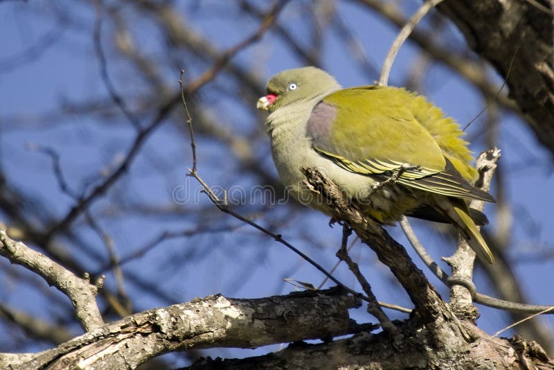 Pigeon Vert Africain (calva De Treron) Photo stock - Image du pigeon ...