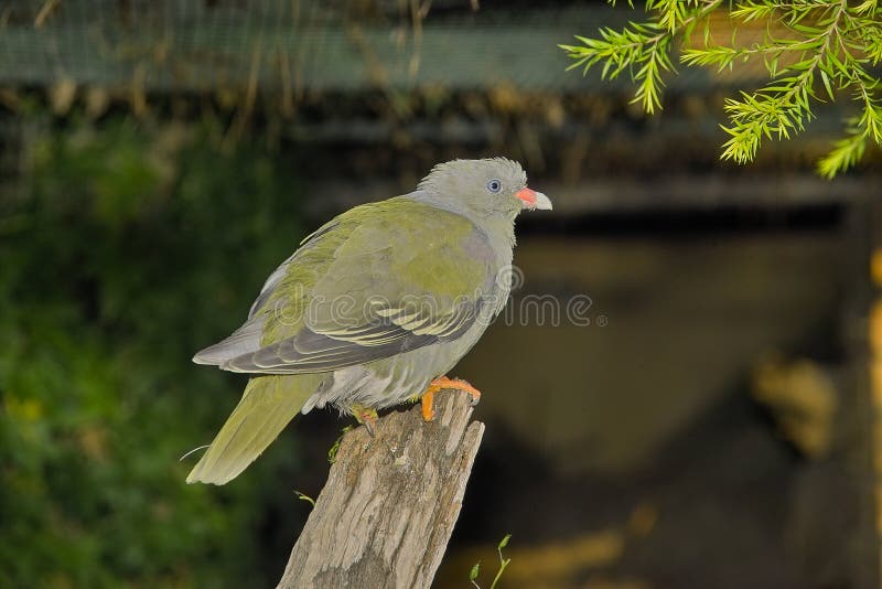 Pigeon Vert Africain (calvus De Treron) Photo stock - Image du vert ...