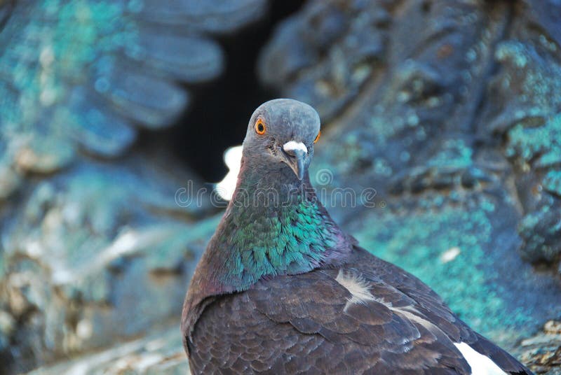 Pigeon stock image. Image of wildlife, nature, copy, outdoors - 36135199