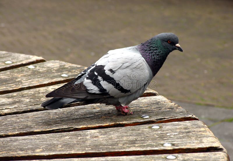 Stock Photos and Royalty-Free Images by Dreamstime