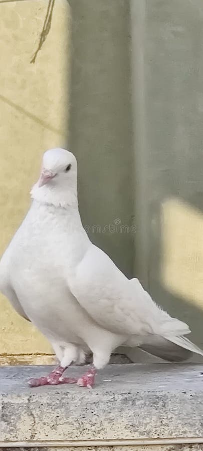 Pigeon is Waiting for the Lockdown To Open Stock Image - Image of snow ...