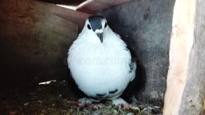 Pigeon Waiting for Next Move Stock Photo - Image of waterbird, white ...